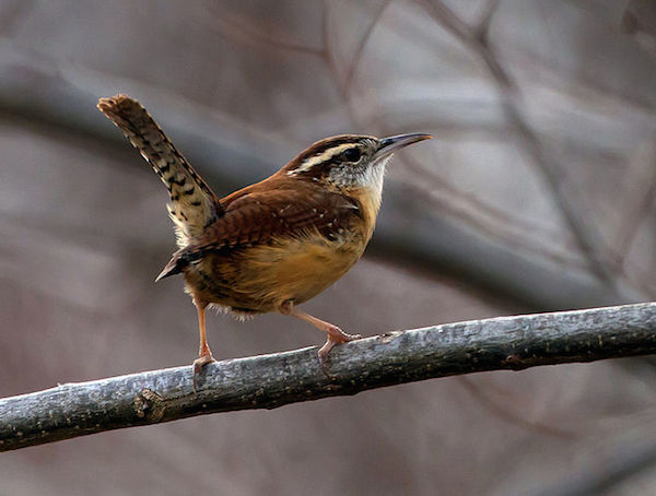 The Wren – ElleSpeak
